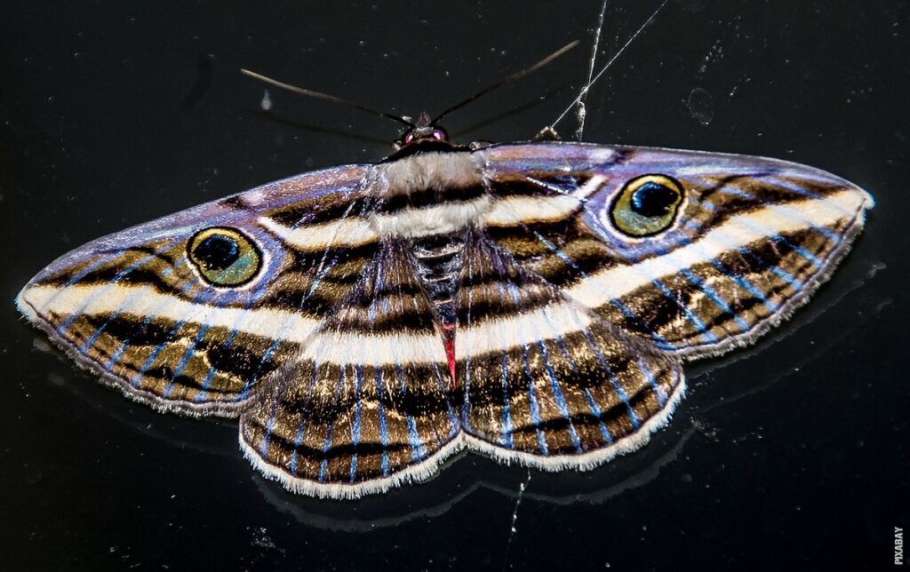 Što je moljac i kako se razlikuje od leptira? - Susjed