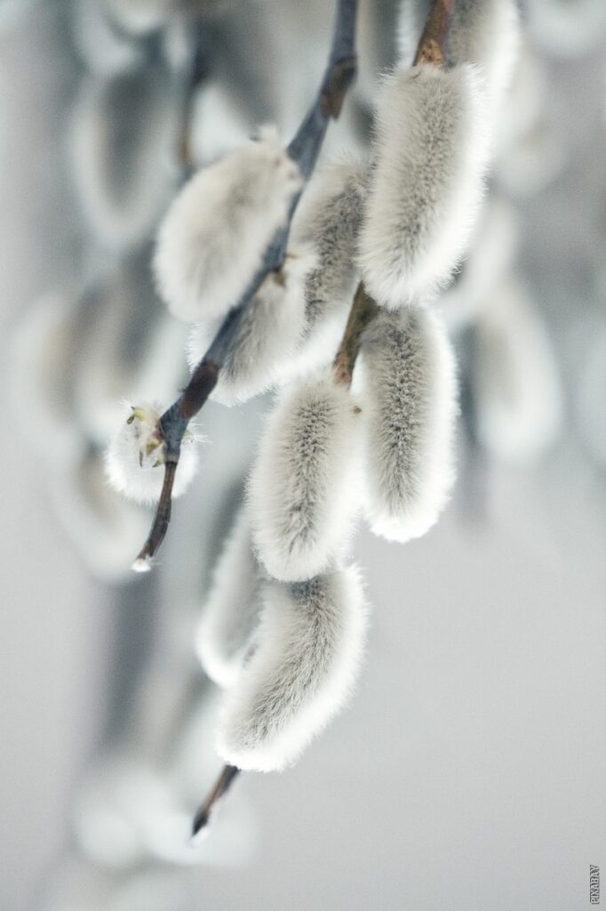 Koliko se raste u pubertetu - Susjed