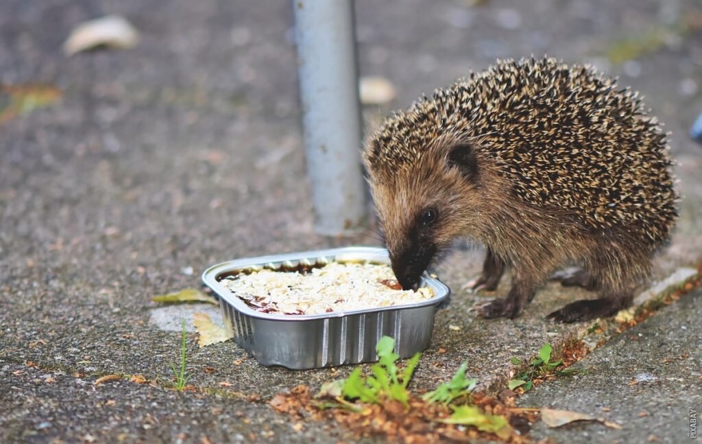 Što znači kad jež dođe u dvorište - Susjed