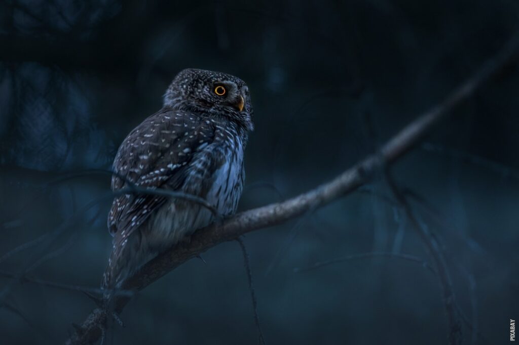 Što je venska insuficijencija - Susjed