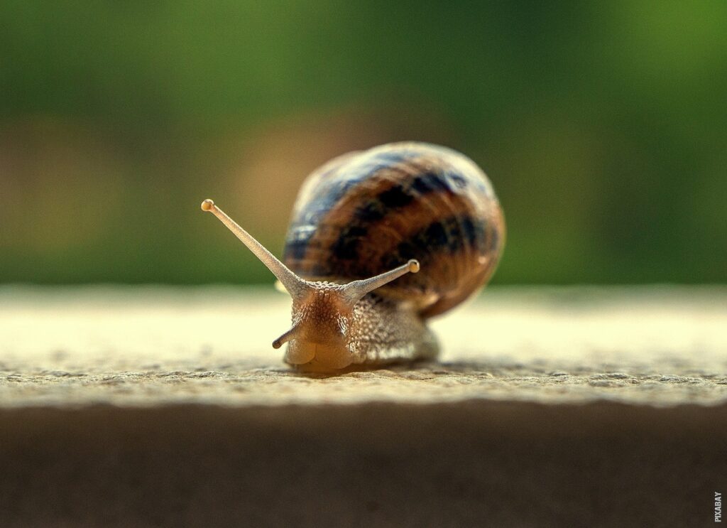 Tko se hrani puževima - Susjed