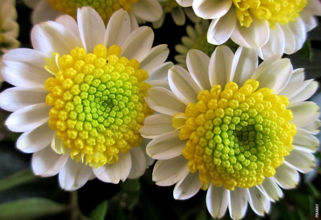 Odakle je Cigvan - Susjed