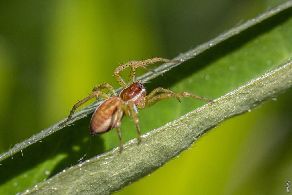 Čime se pauci hrane - Susjed