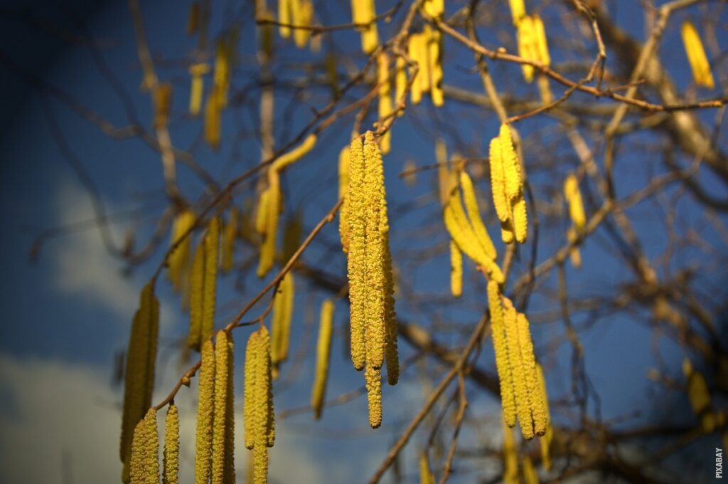 Odakle je Cigvan - Susjed